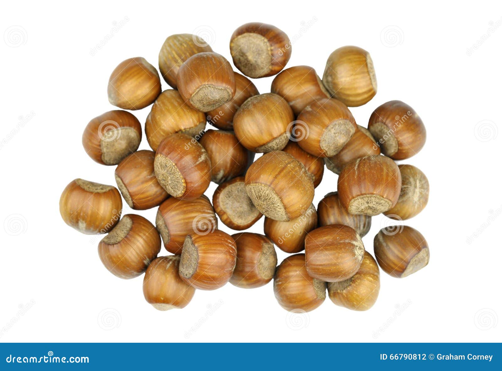 Hazelnuts stock photo. Image of healthy, edible, brown - 66790812