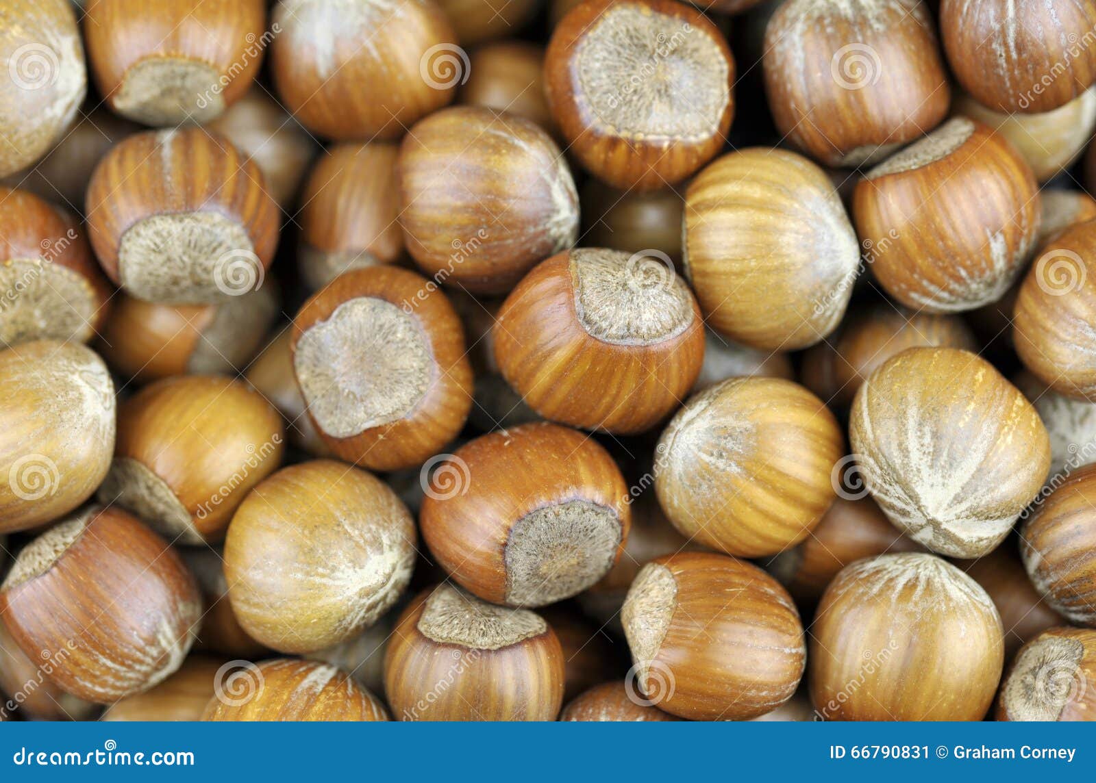 Hazelnuts stock image. Image of food, shells, edible - 66790831