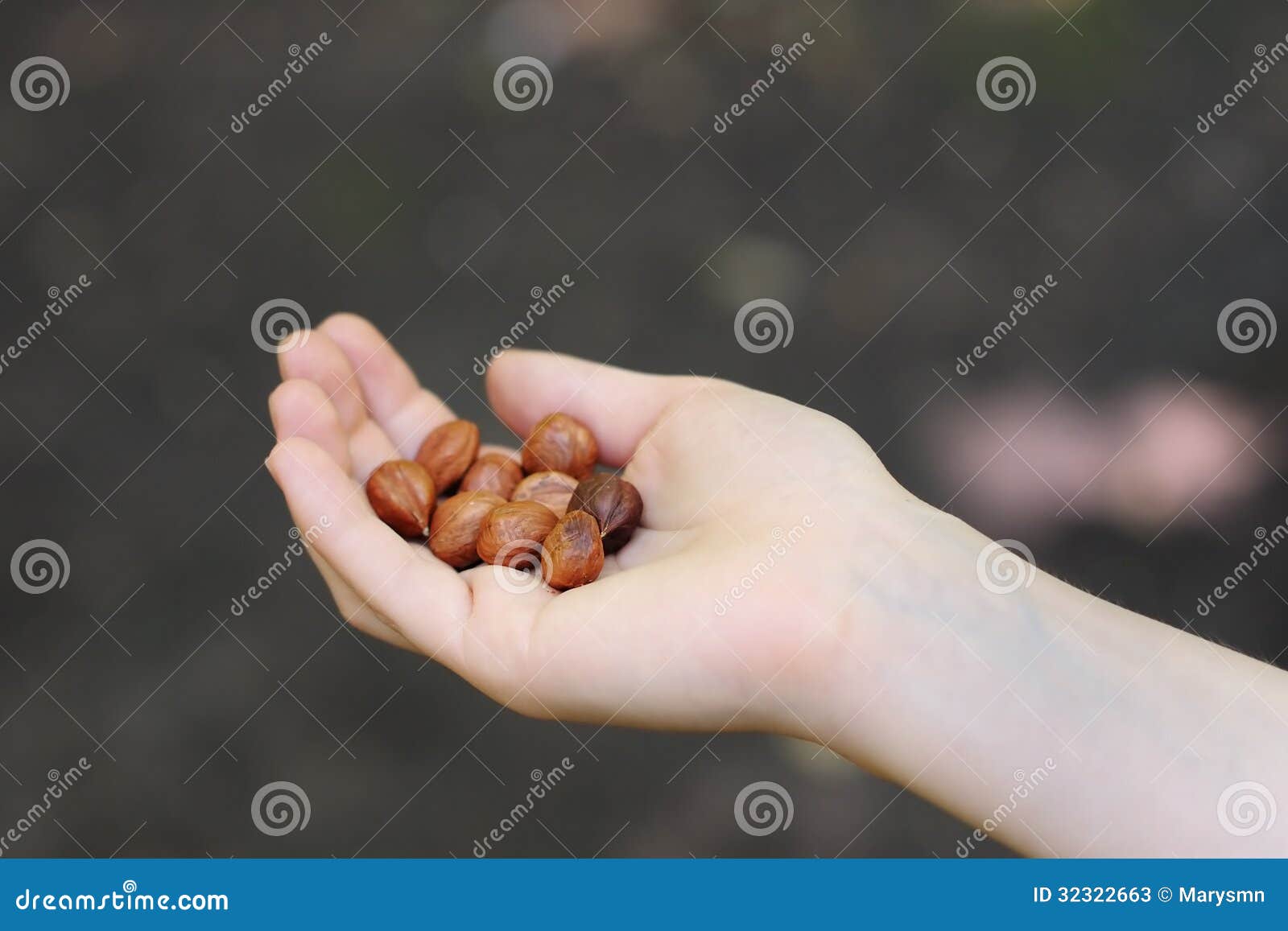 Hazelnuts in woman s hand stock image. Image of hazelnuts - 32322663