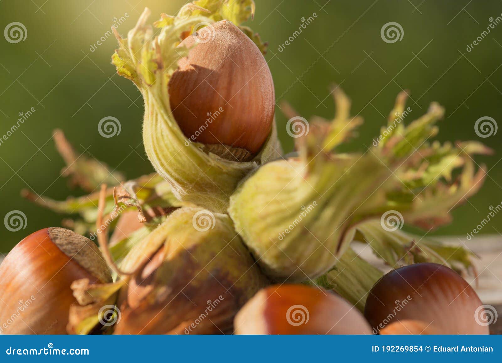 Hazelnuts on Wooden Boards, a Bunch of Nuts, Open Air, Sunlight ...