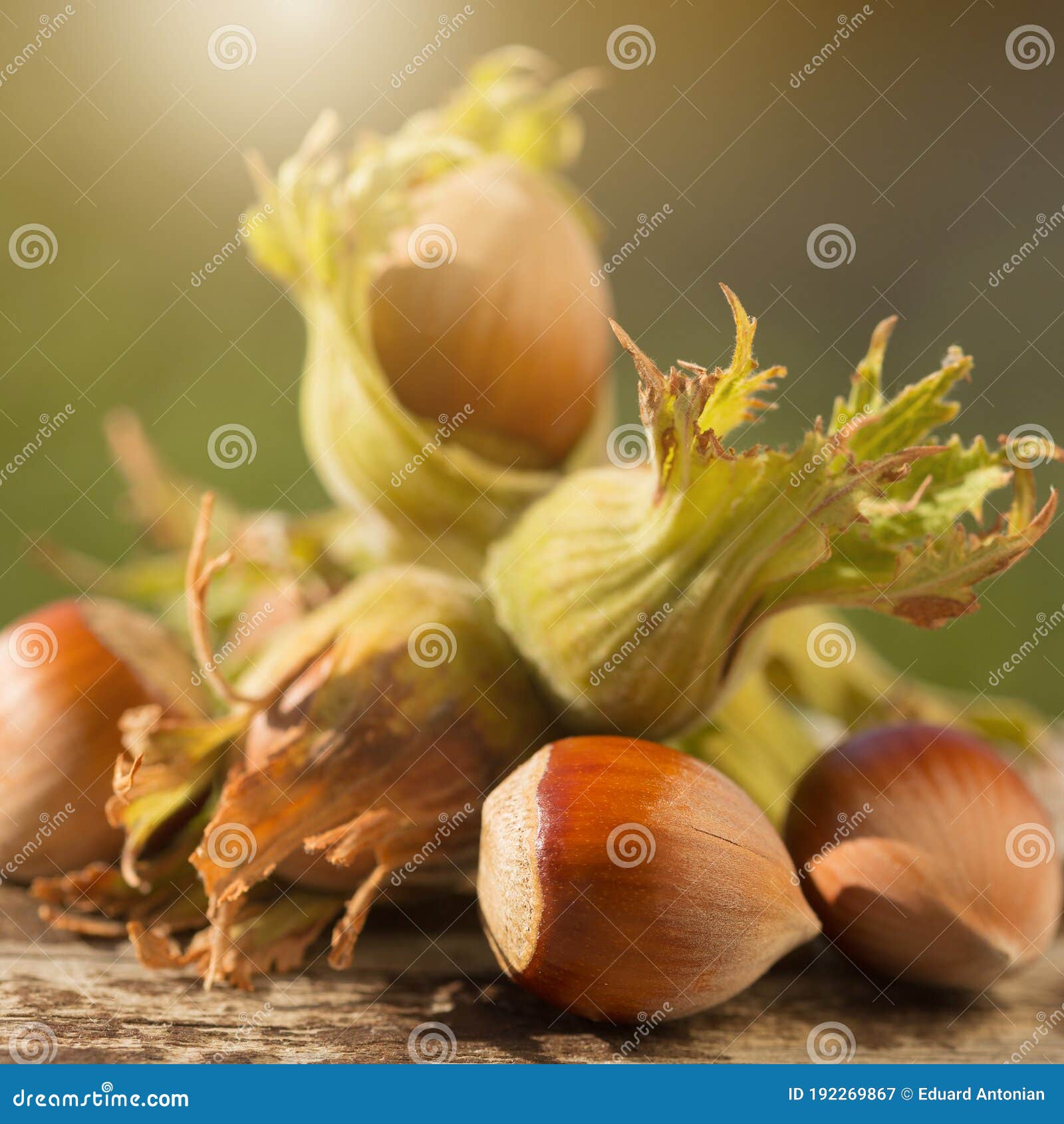 Hazelnuts on Wooden Boards, a Bunch of Nuts, Open Air, Sunlight ...