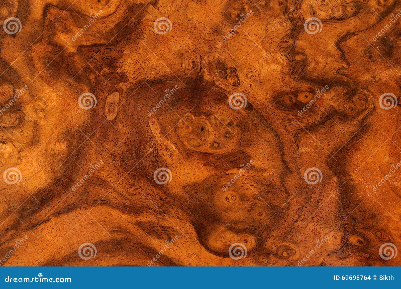 Root Texture Royalty-Free Stock Photo | CartoonDealer.com #43581243