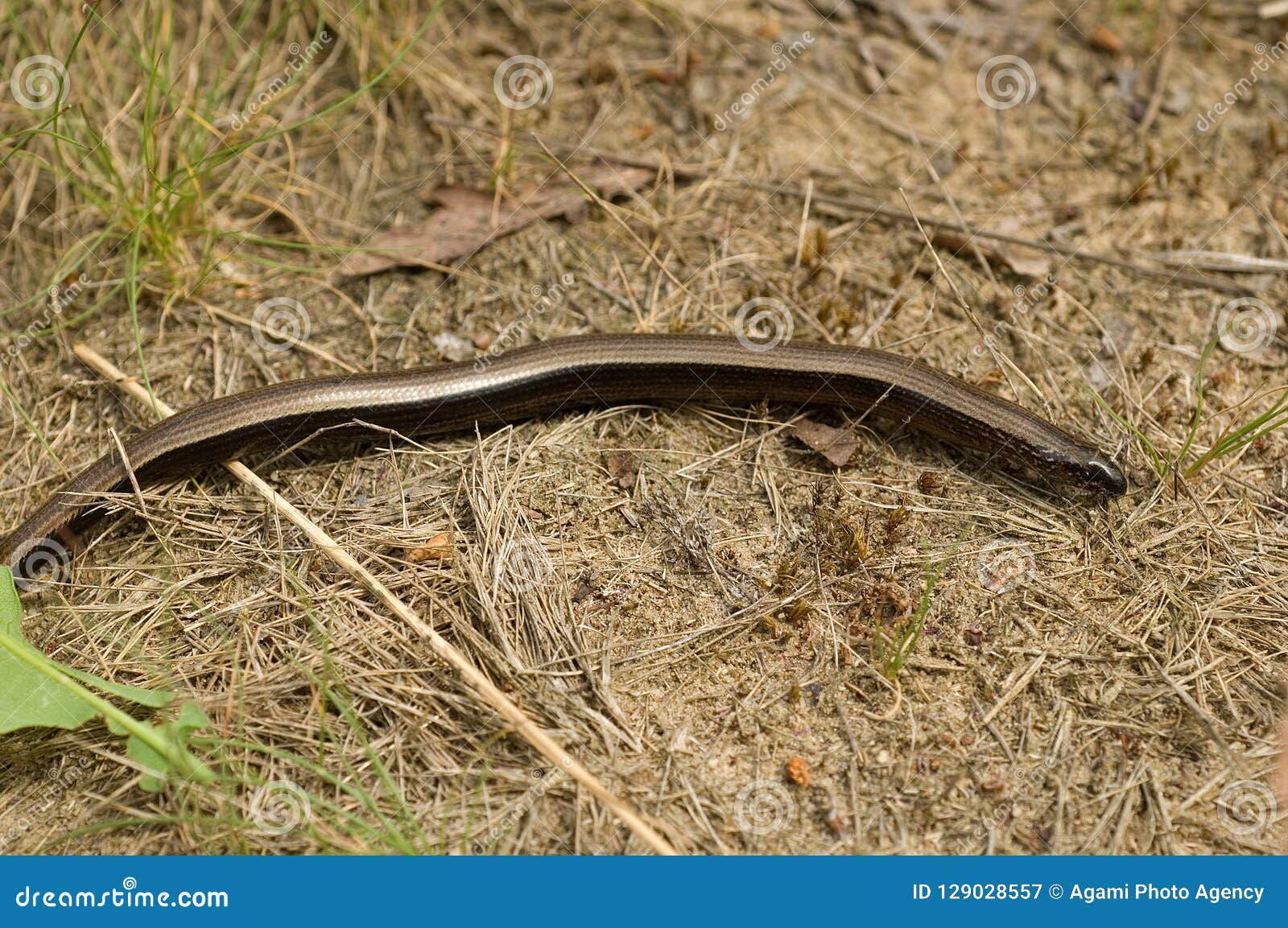 Hazelworm stock image. Image of hazelworm, reptielen - 129028557