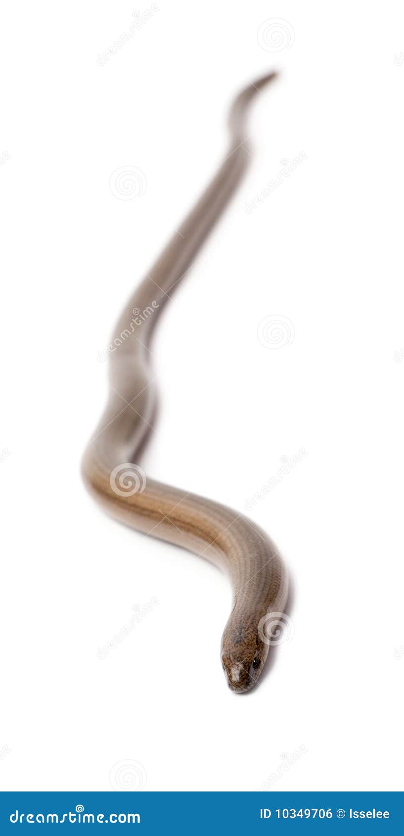 Hazelworm - Fragilis Anguis Stock Foto - Image of bruin, geïsoleerd ...