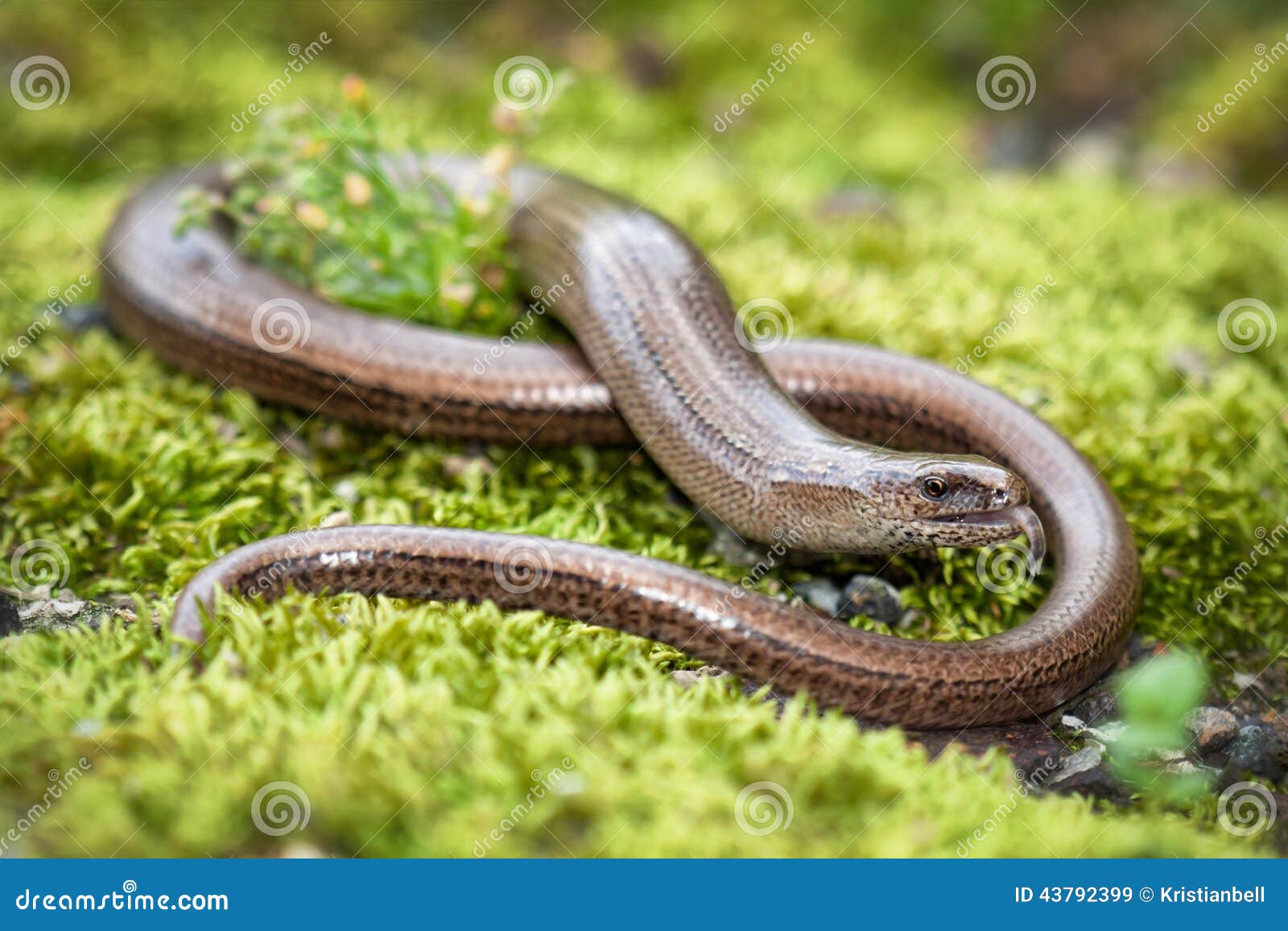 Hazelworm (fragilis Anguis) Stock Afbeelding - Image of langzaam, brits ...