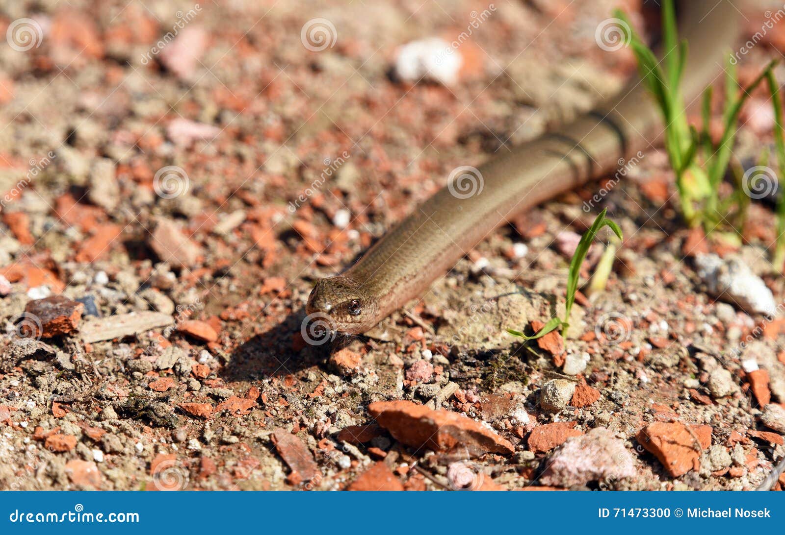 Hazelworm op steenmanier stock foto. Image of wildernis - 71473300