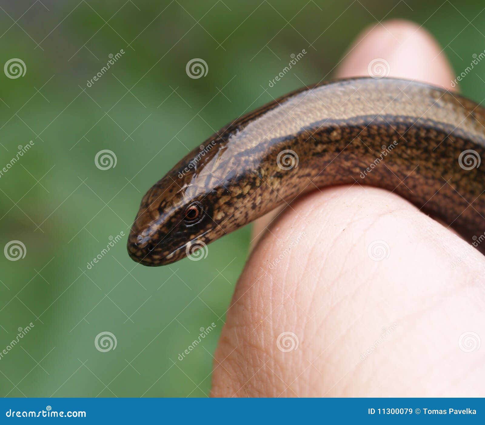 Hazelworm ter beschikking stock afbeelding. Image of worm - 11300079