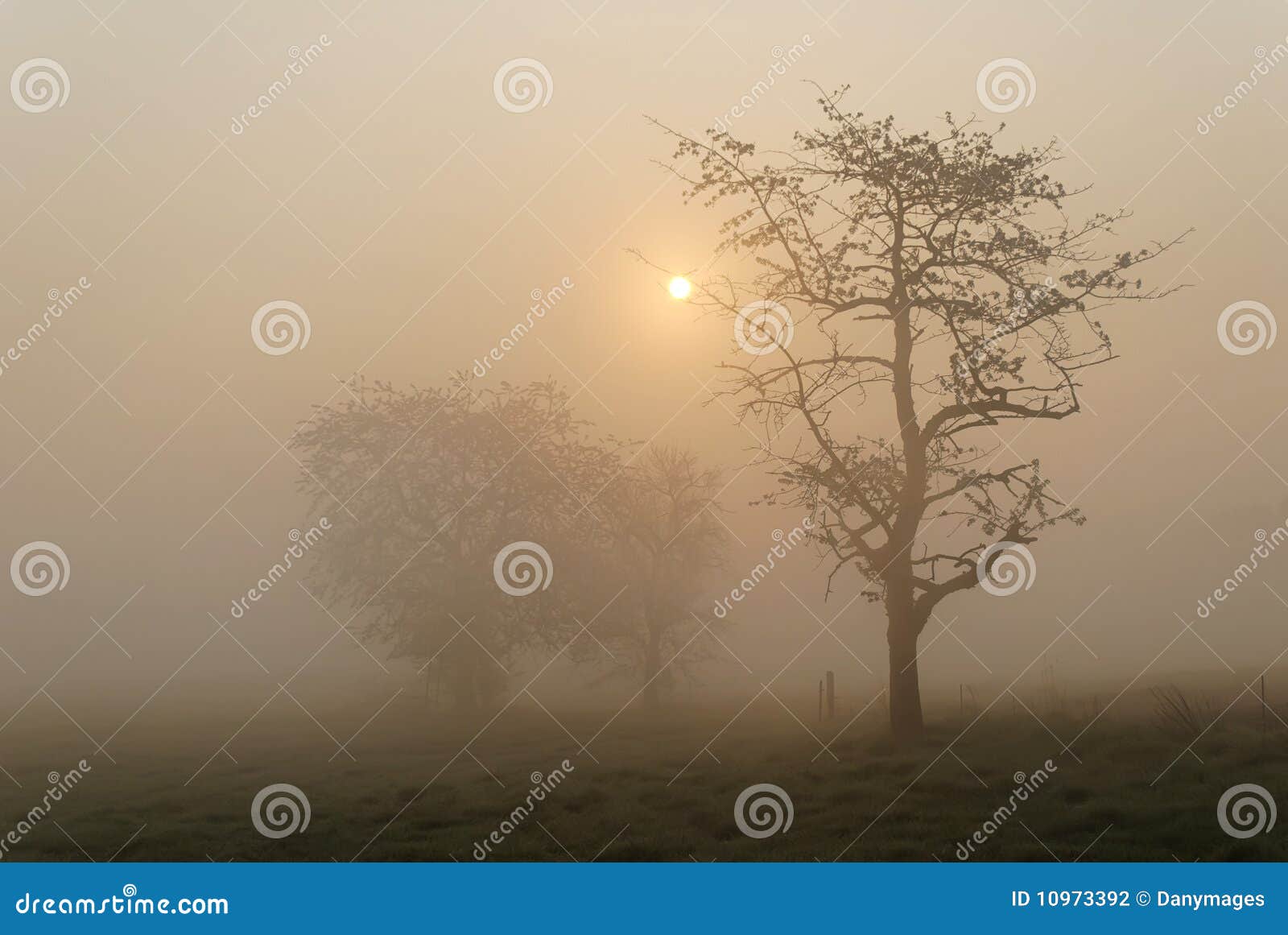 Hazy atmosphere stock photo. Image of landscape, tree - 10973392