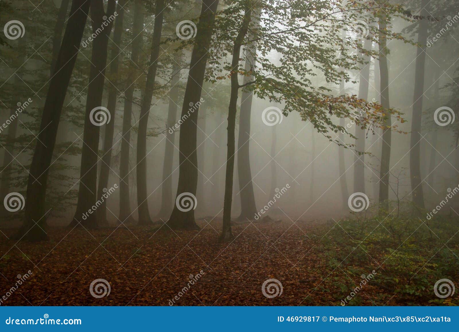 Hazy Forest stock image. Image of mist, steam, shrubs - 46929817