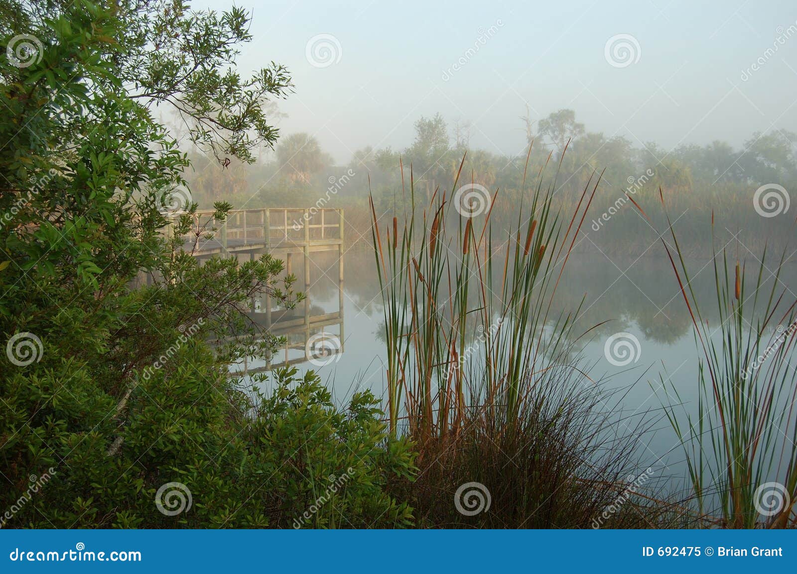 Hazy Morning stock image. Image of reflection, brush, haze - 692475