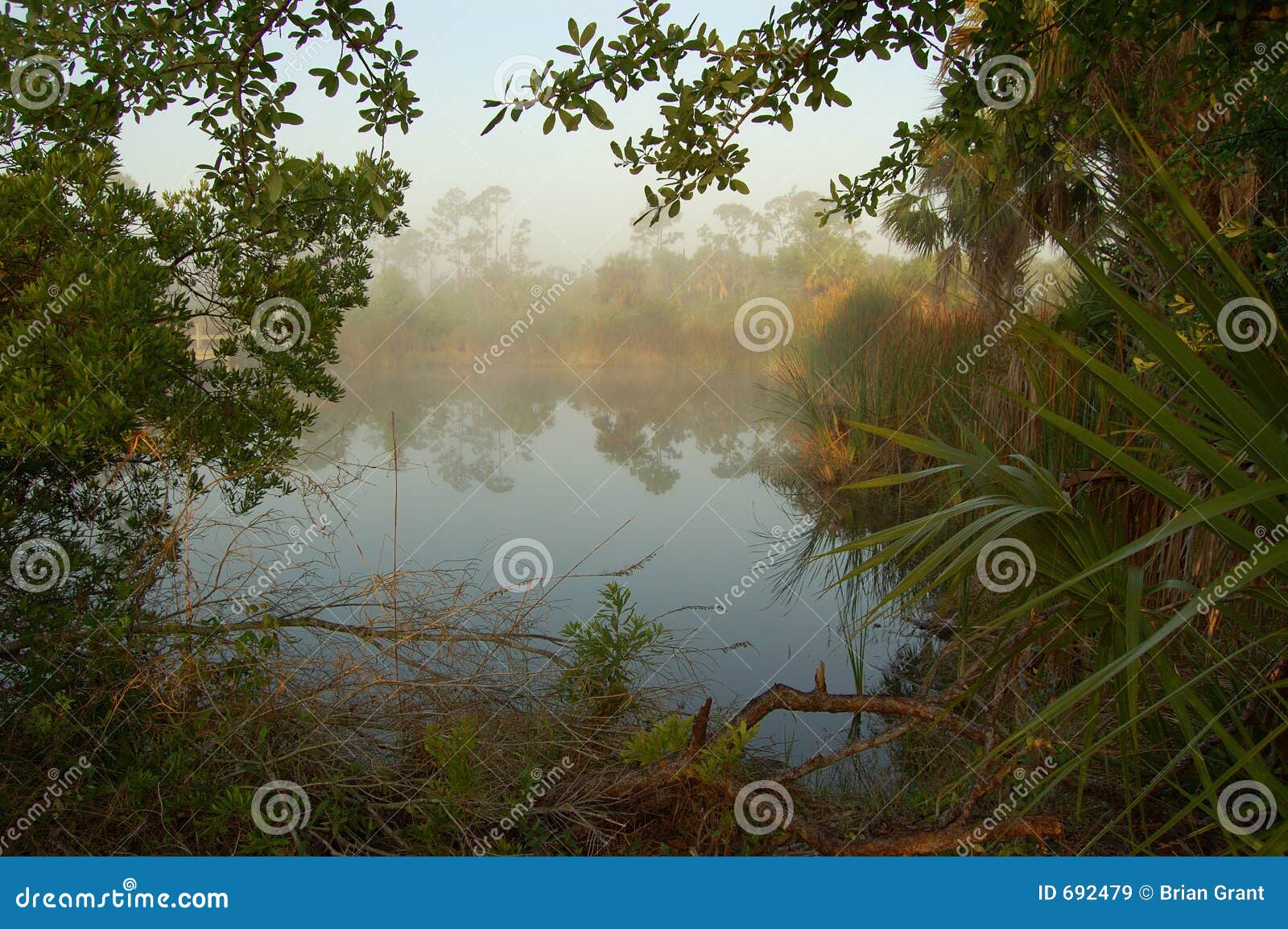 Hazy Morning stock image. Image of pond, mist, morning - 692479