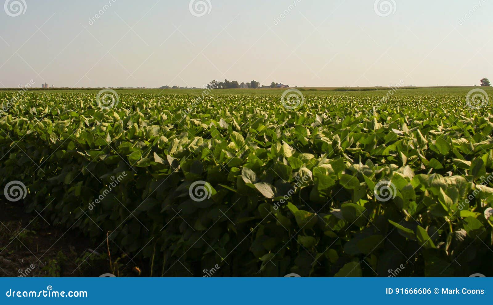 Hazy Summer Day Out in the Soybean Field Stock Photo - Image of bean ...