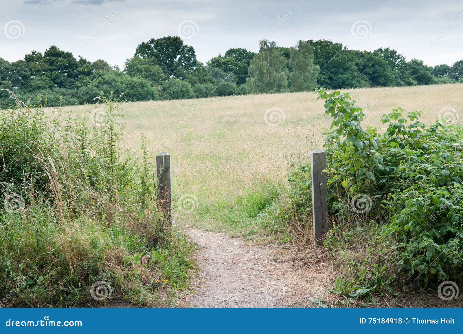 Hazy summer meadow stock photo. Image of rambling, meadow - 75184918