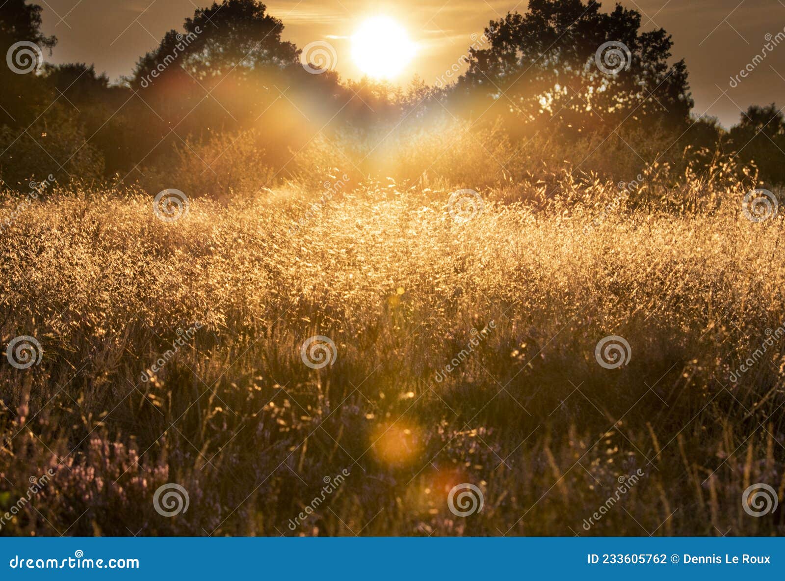 Hazy sun field stock photo. Image of branch, plant, sunrise - 233605762
