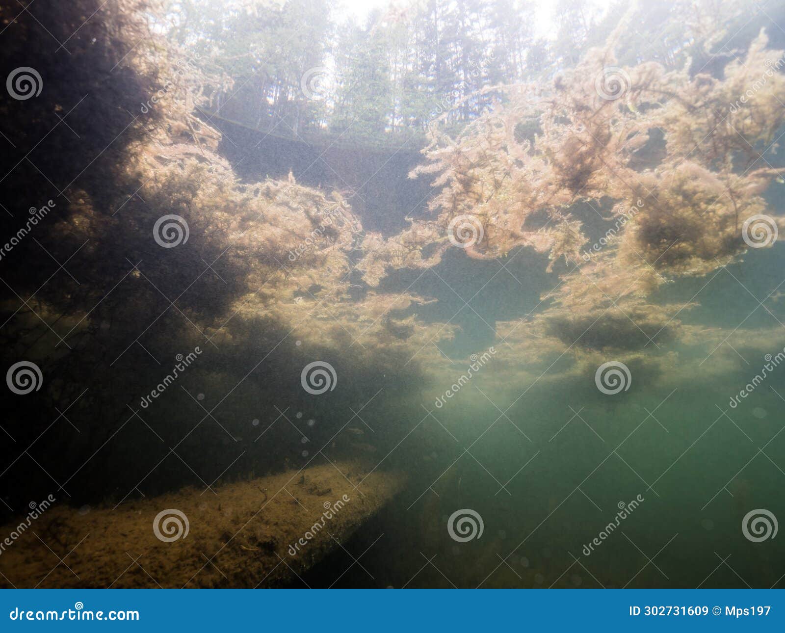 Hazy Underwater View of Plankton and Aquatic Moss Stock Image - Image ...