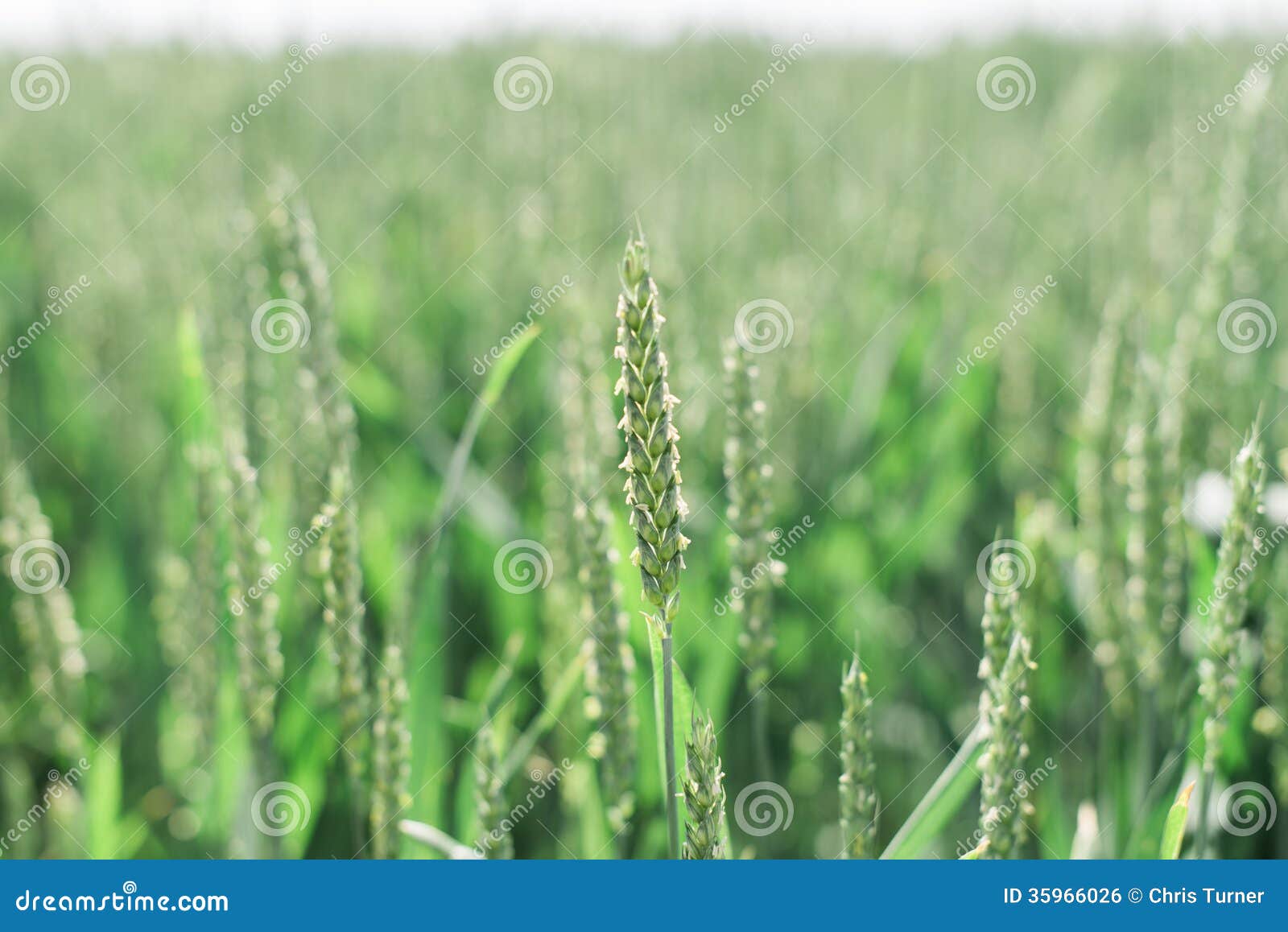 Hazy Wheat Field stock photo. Image of leaf, crop, country - 35966026