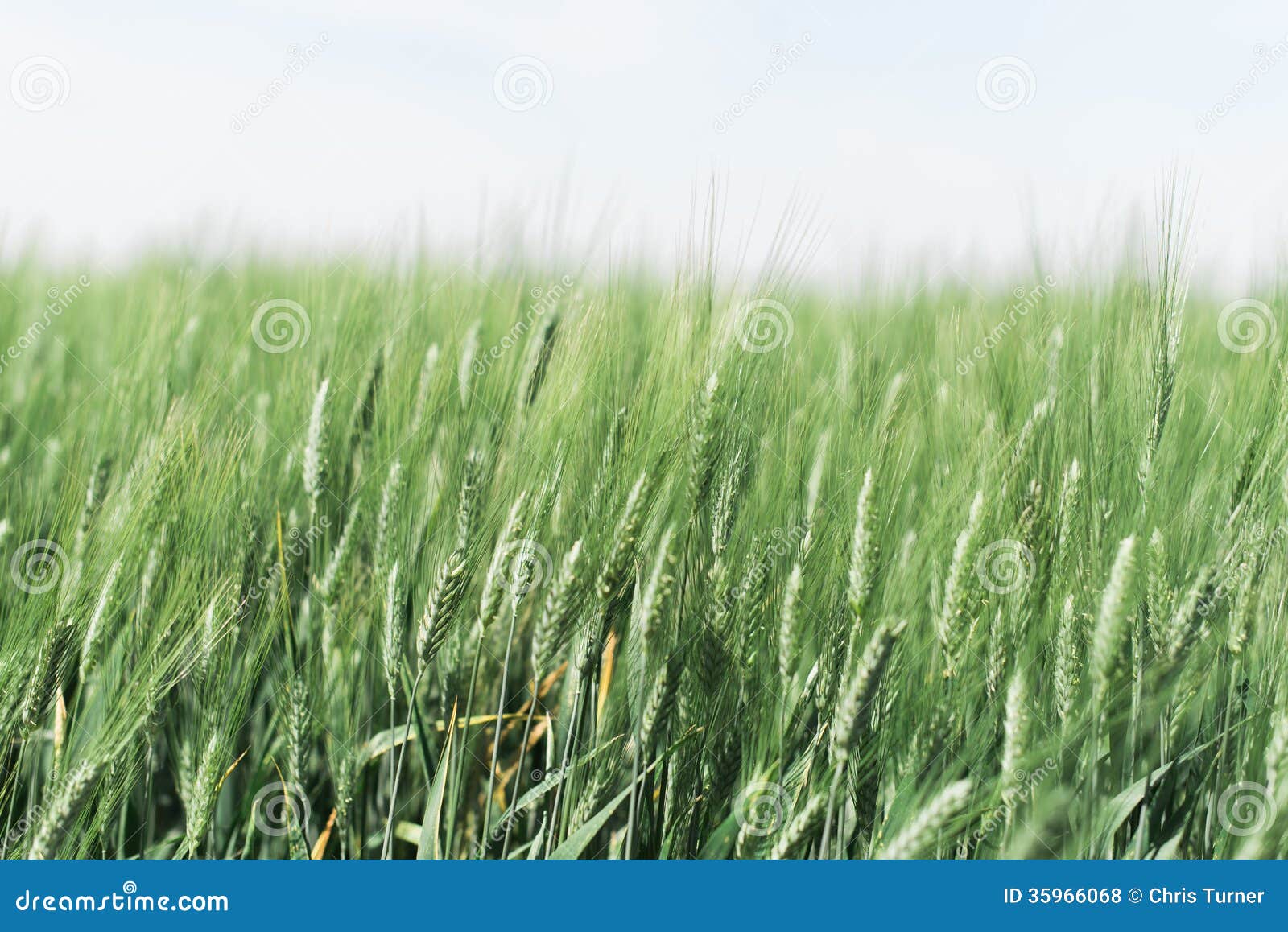 Hazy Wheat Field stock photo. Image of healthy, grow - 35966068