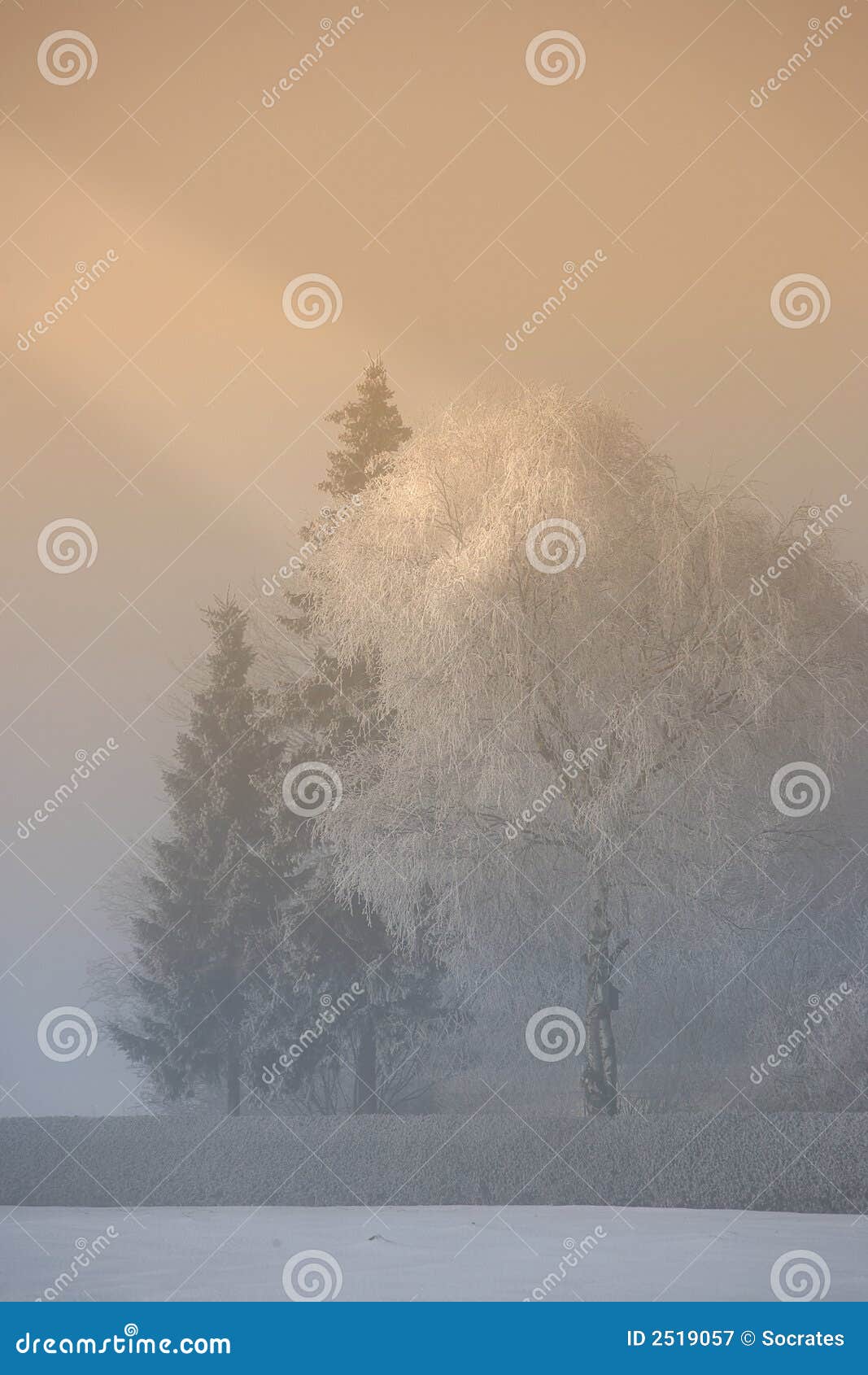 Hazy winter morning stock image. Image of farmland, bush - 2519057