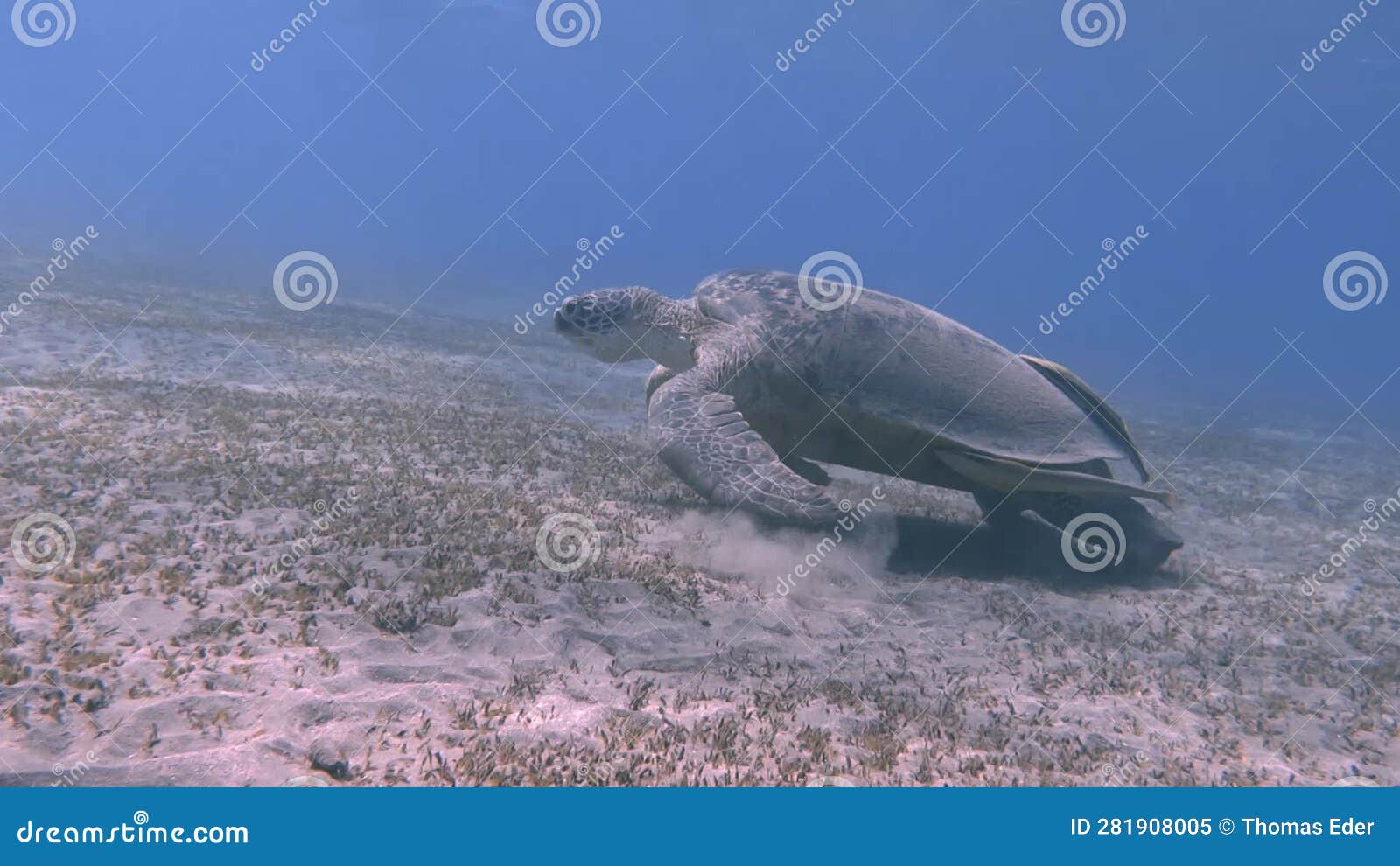 Amazing Sea Turtle with Two Pilot Fish Eats at the Seabed Stock Video ...