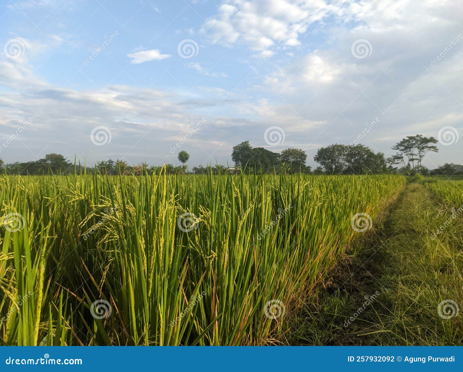 HD Cloud Background Green Rice Grass in the Rice Field in a Beautiful ...