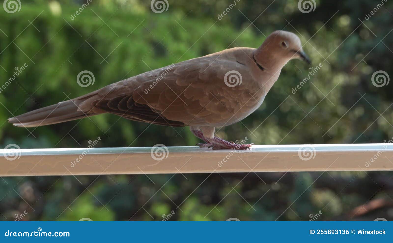 HD of a Dove on a Balcony. Italy Stock Footage - Video of balcony, dove ...