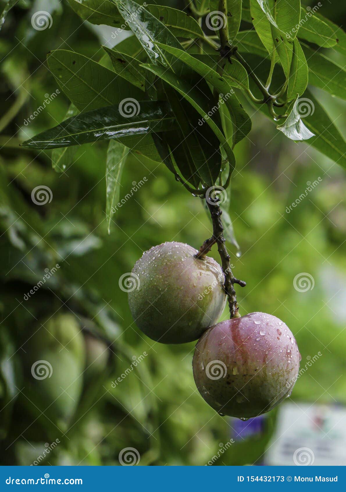 HD Mango Image, Green Blur Background, Mango Fruit Hanging on Mango ...