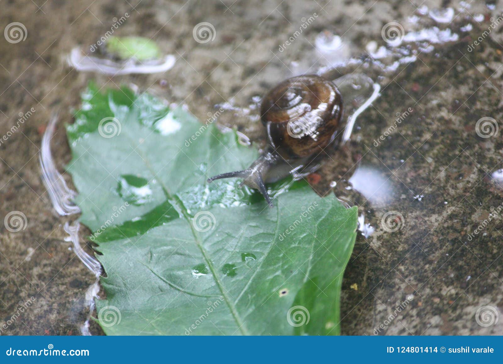 Slug stock photo. Image of world, nature, rain, slug - 124801414