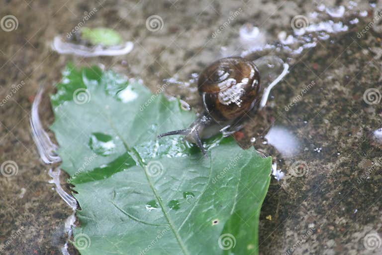 Slug stock photo. Image of world, nature, rain, slug - 124801414