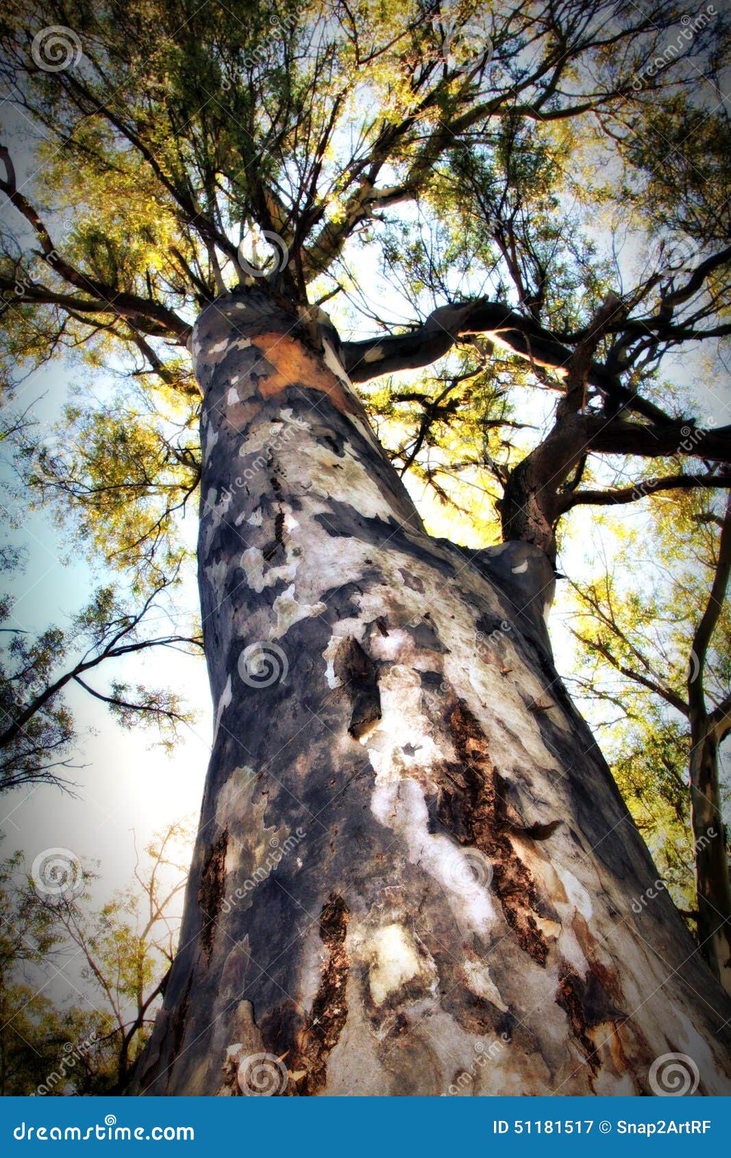 HD Picture of Large Leopard Tree Stock Image - Image of ferrea, leaves ...