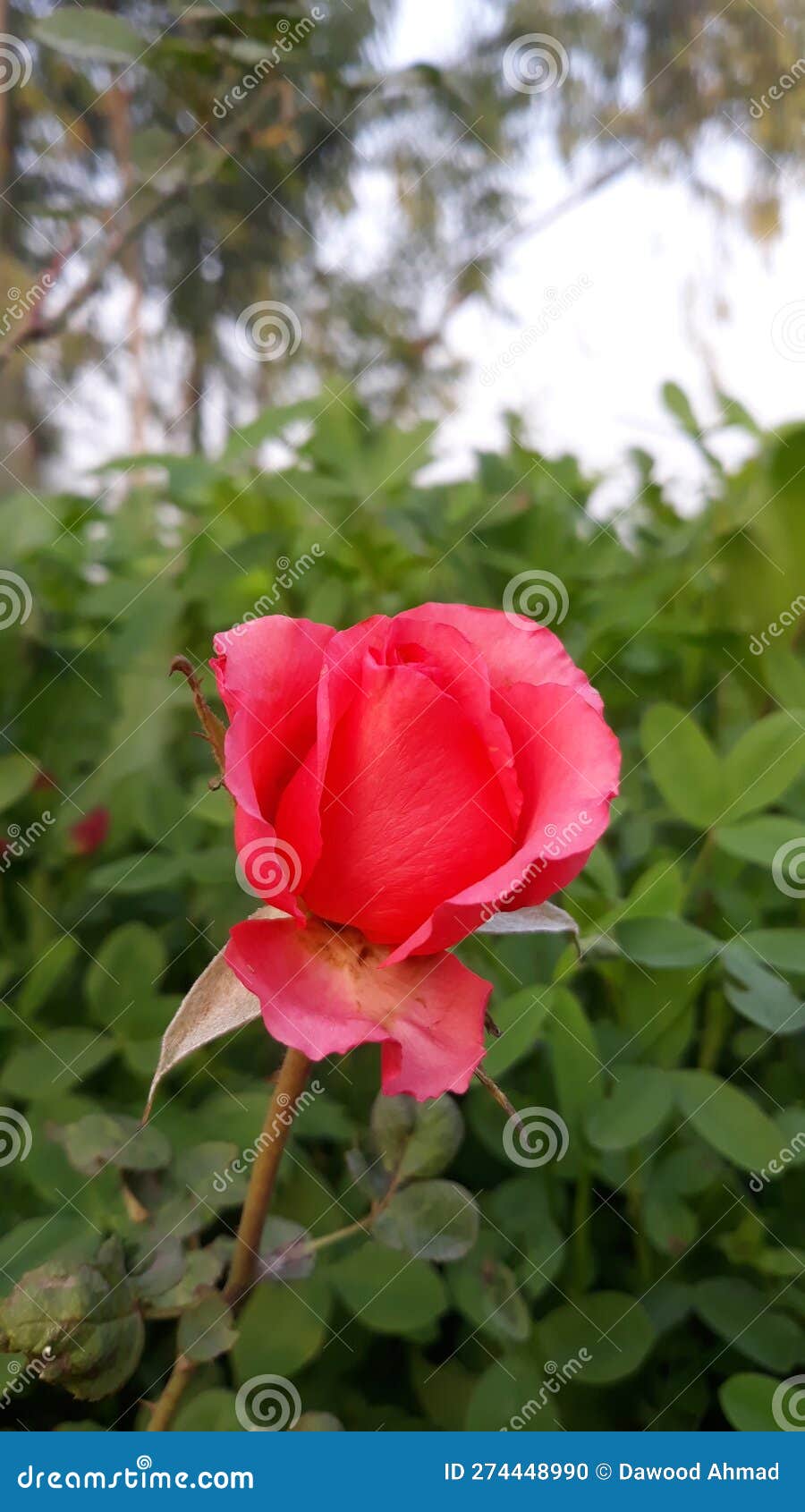 HD Real Red Rose Natural Kid Stock Photo - Image of real, rose: 274448990
