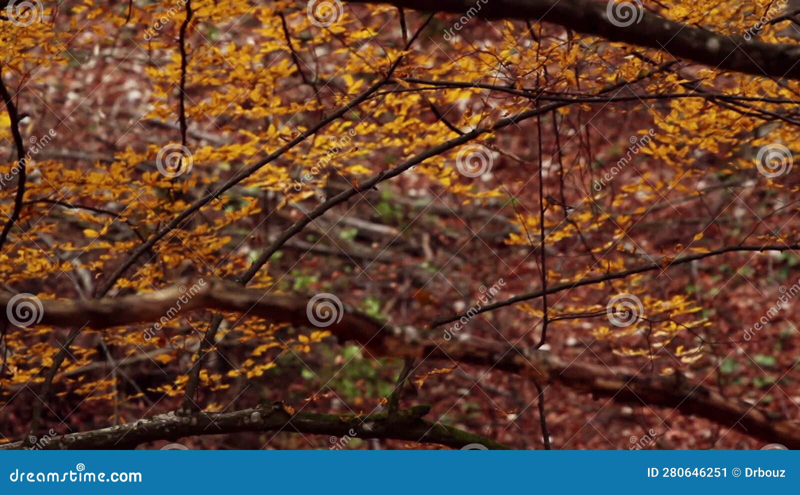 Dry Beech Trees Waving on Wind at Autumn Stock Video - Video of leaf ...