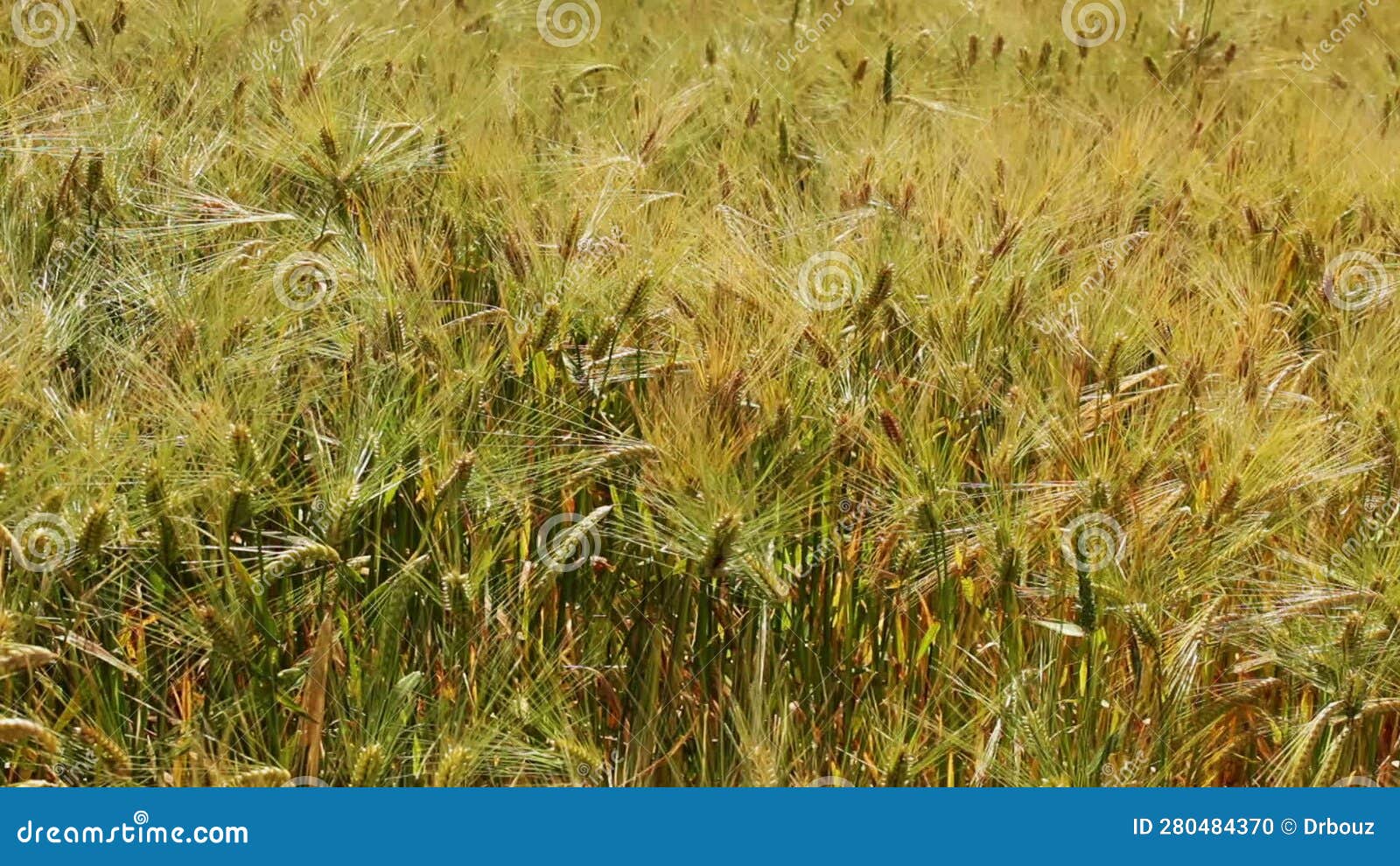 Wheat Plants Wawing on Wind Stock Footage - Video of monoculture, color: 280484370