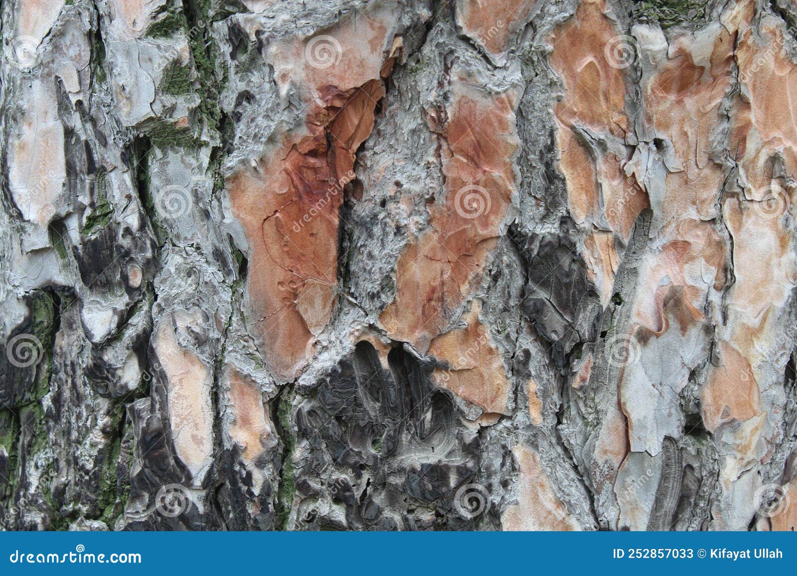 HD Texture Pine Tree stock image. Image of wood, formation - 252857033