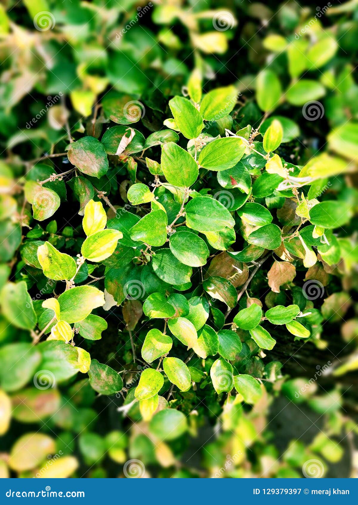 HD wallpaper stock image. Image of wallpaper, nathcer - 129379397