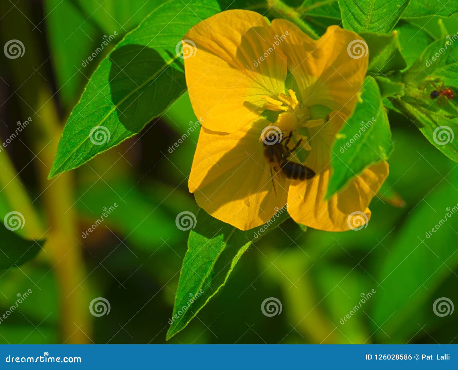 HDR Bee on a Swamp Jassamine-Gelsemium 1 Stock Photo - Image of plant ...