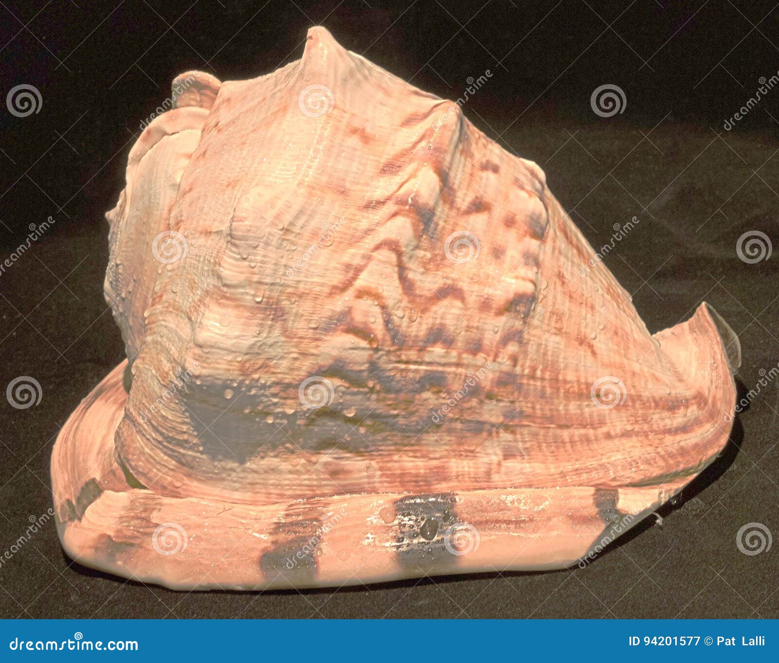 HDR Conch shell side stock image. Image of marine, crustacean - 94201577