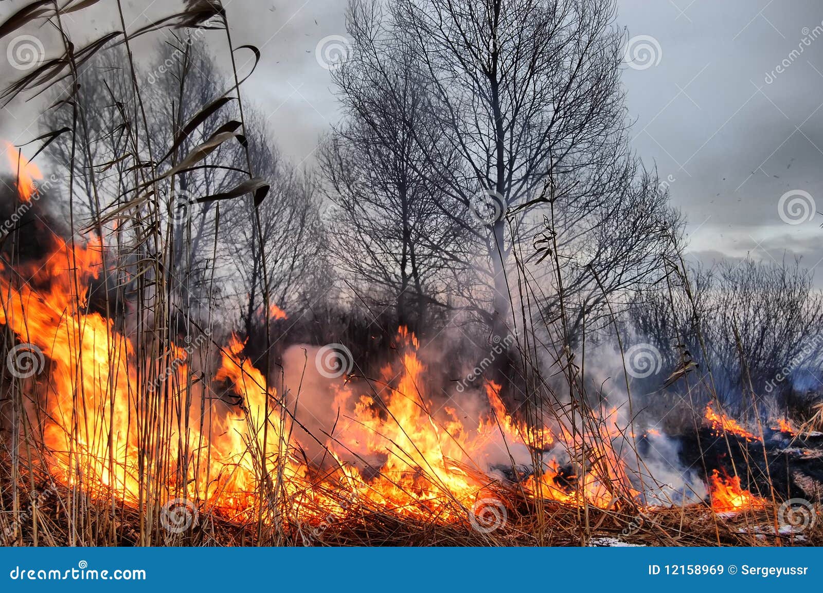 HDR. Fire of grass stock image. Image of flame, fire - 12158969