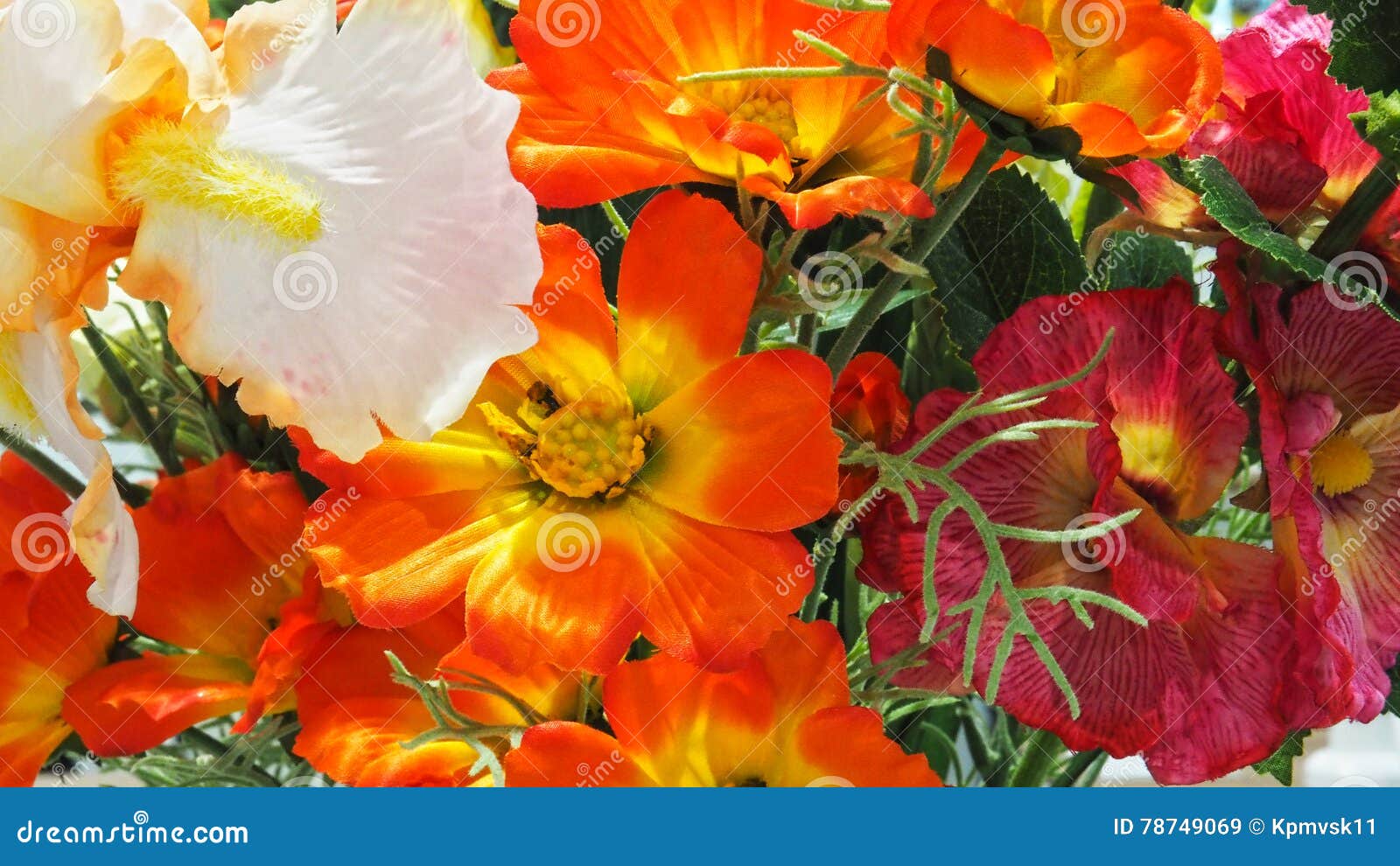 HDR Flowers stock image. Image of leaf, white, flowers - 78749069