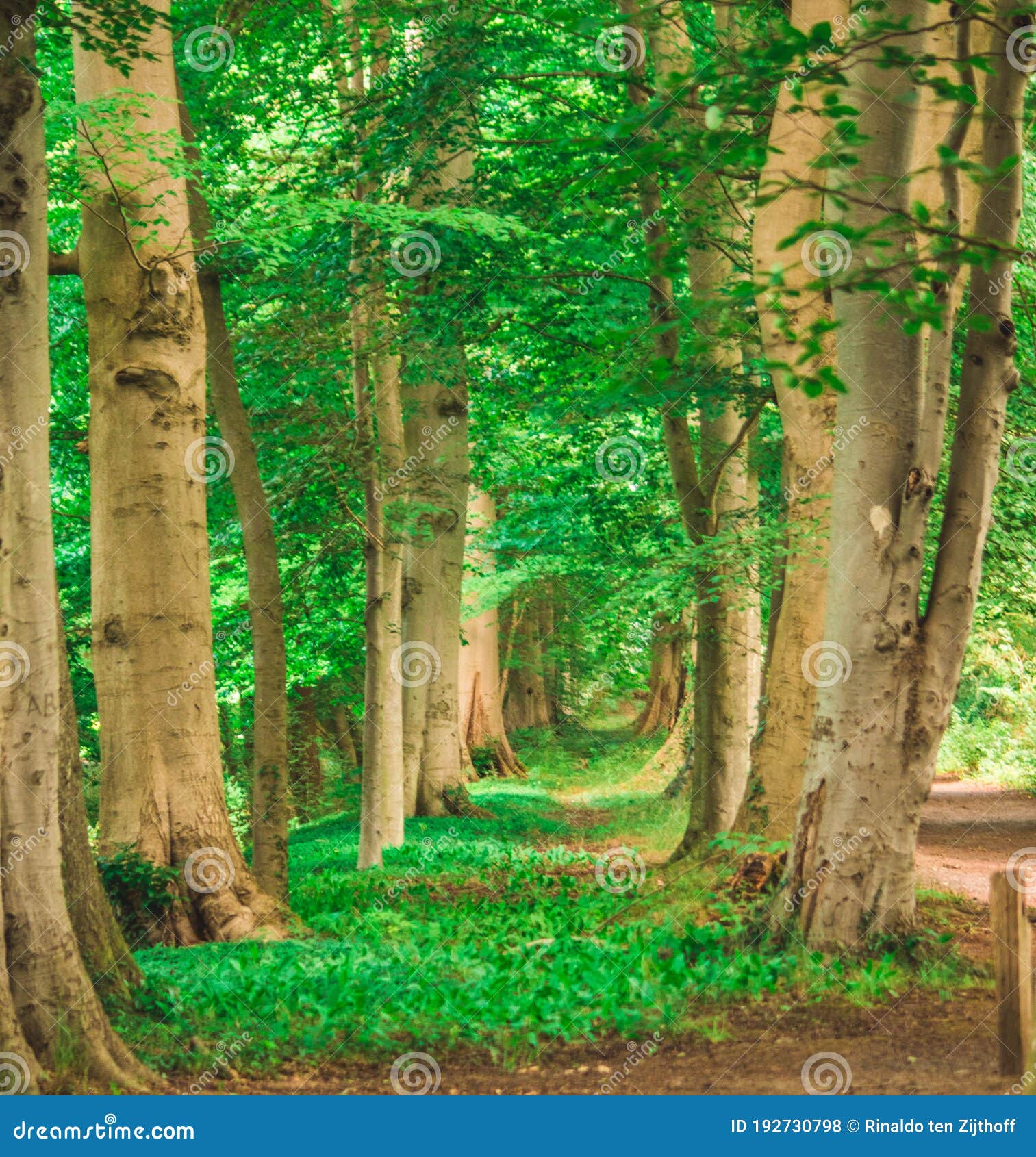 HDR Forest Gateway Fairytale Stock Photo - Image of path, surrounded ...