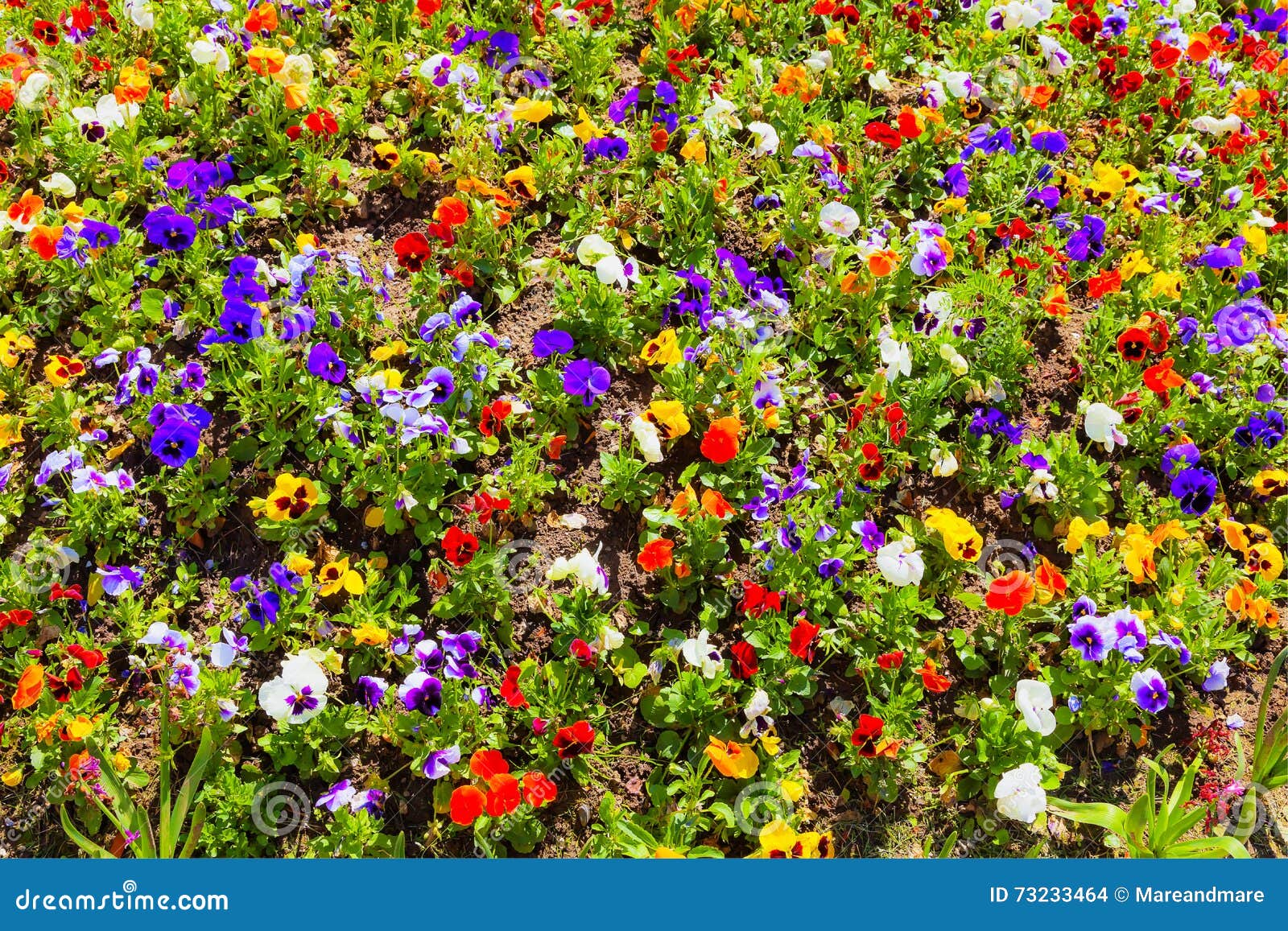 HDR IMAGE flowers stock photo. Image of beauty, fine - 73233464