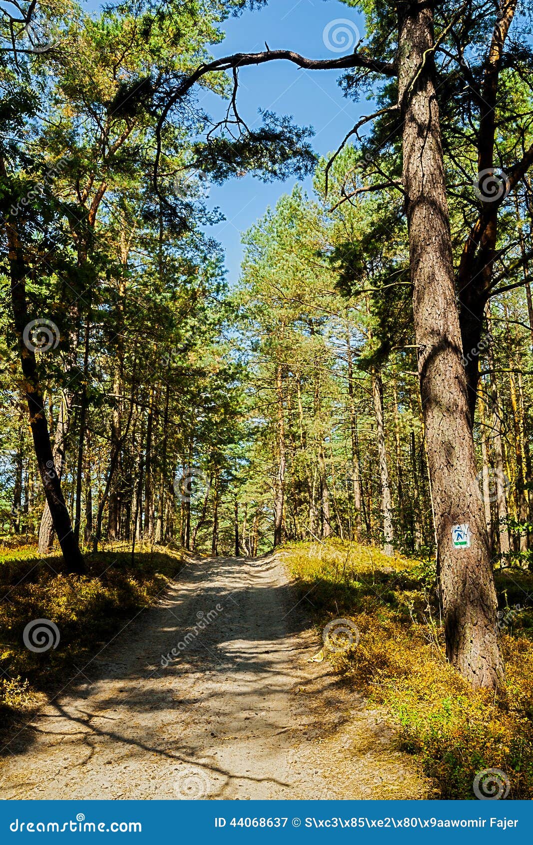 HDR Image of Trail for Nordic Walking in a Forest Stock Image - Image ...