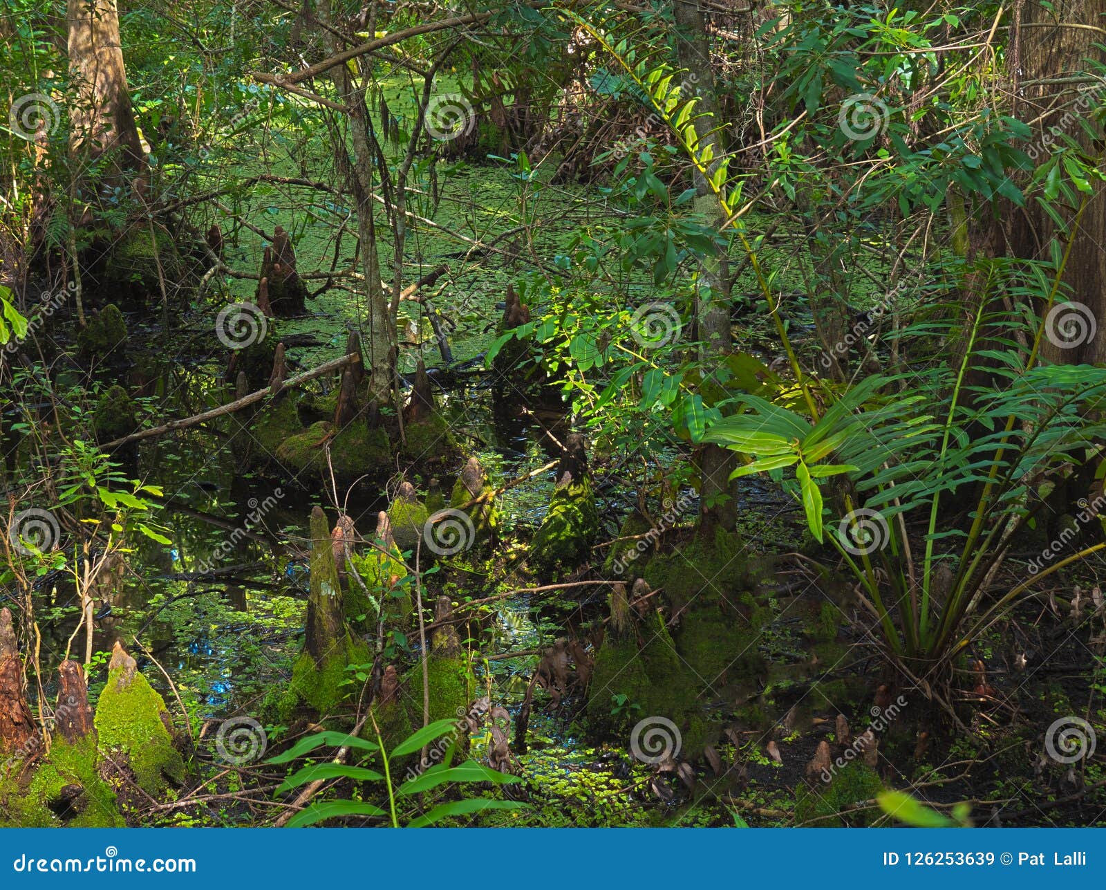 HDR Late Summer Florida Swamp Stock Image - Image of plant, beautiful ...
