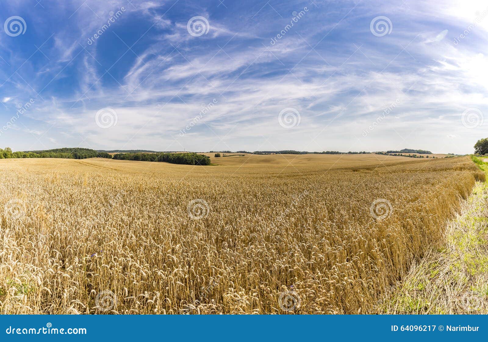 HDR Panorama of a Wheat Field Stock Image - Image of panorama, details ...