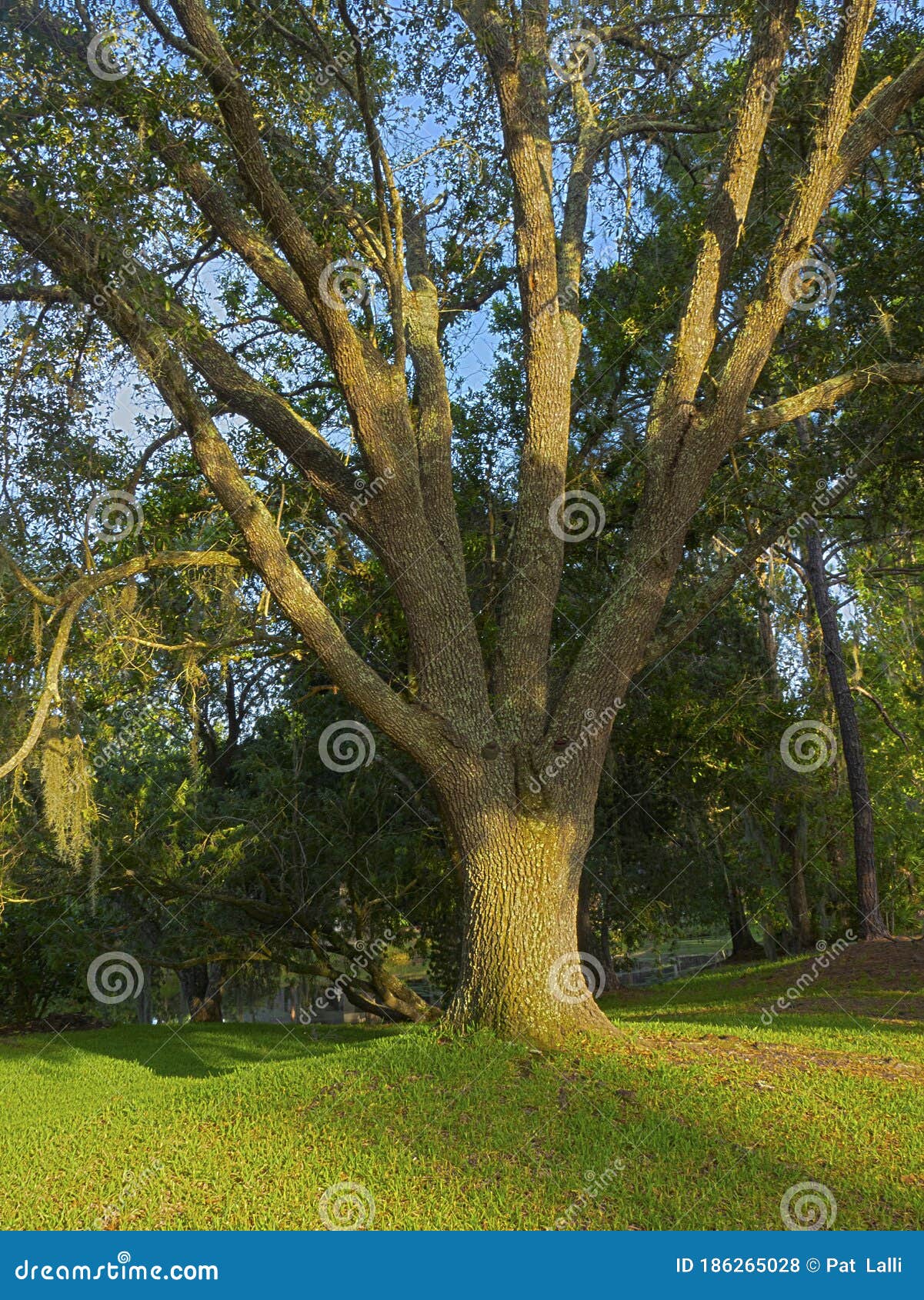 HDR Photo of an Oak Tree with a Face Stock Photo - Image of grunge ...