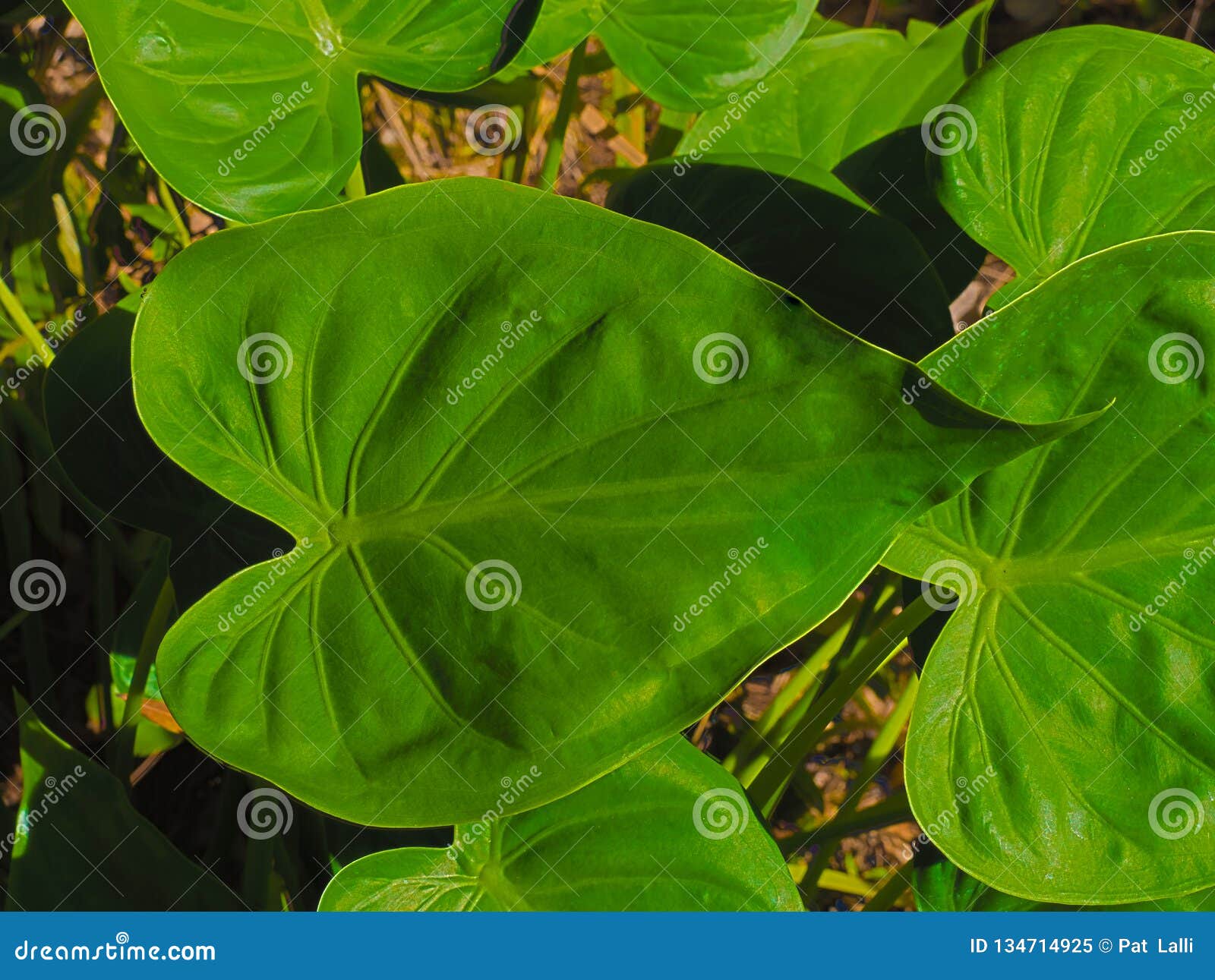 HDR Photo on a PERFECT LEAF Stock Image - Image of design, branches ...