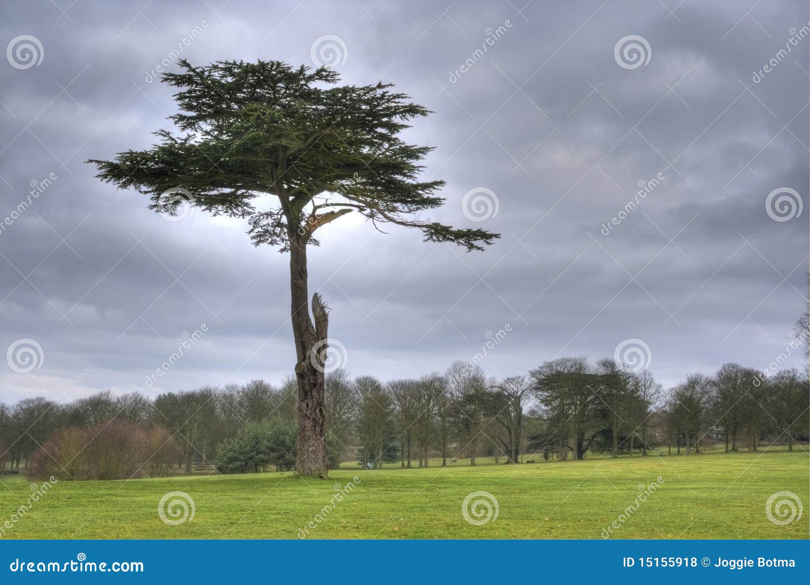 HDR Photo of Tree in Grass Field Stock Photo - Image of emptiness ...