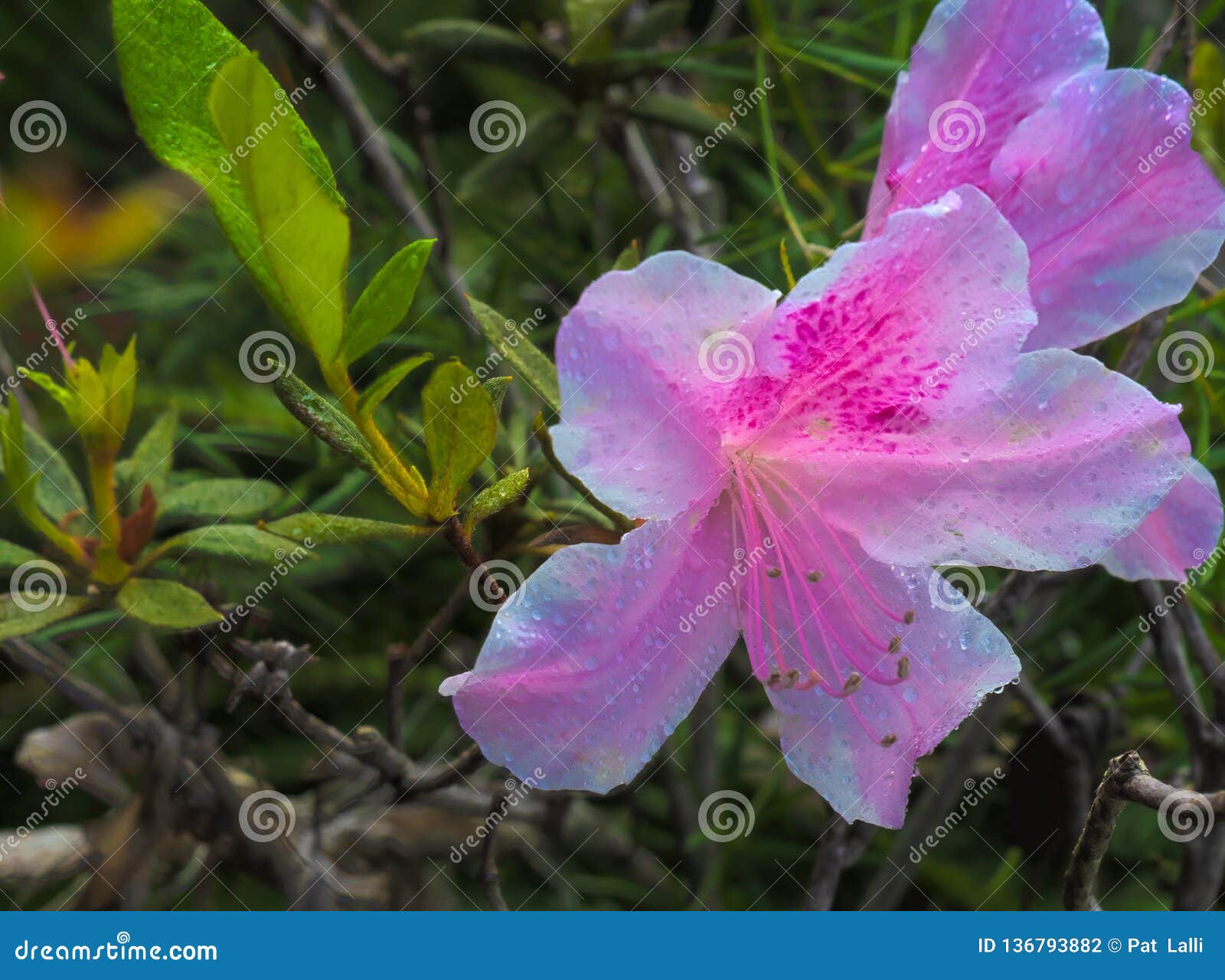 HDR Pink Florida Azalea stock photo. Image of outdoor - 136793882