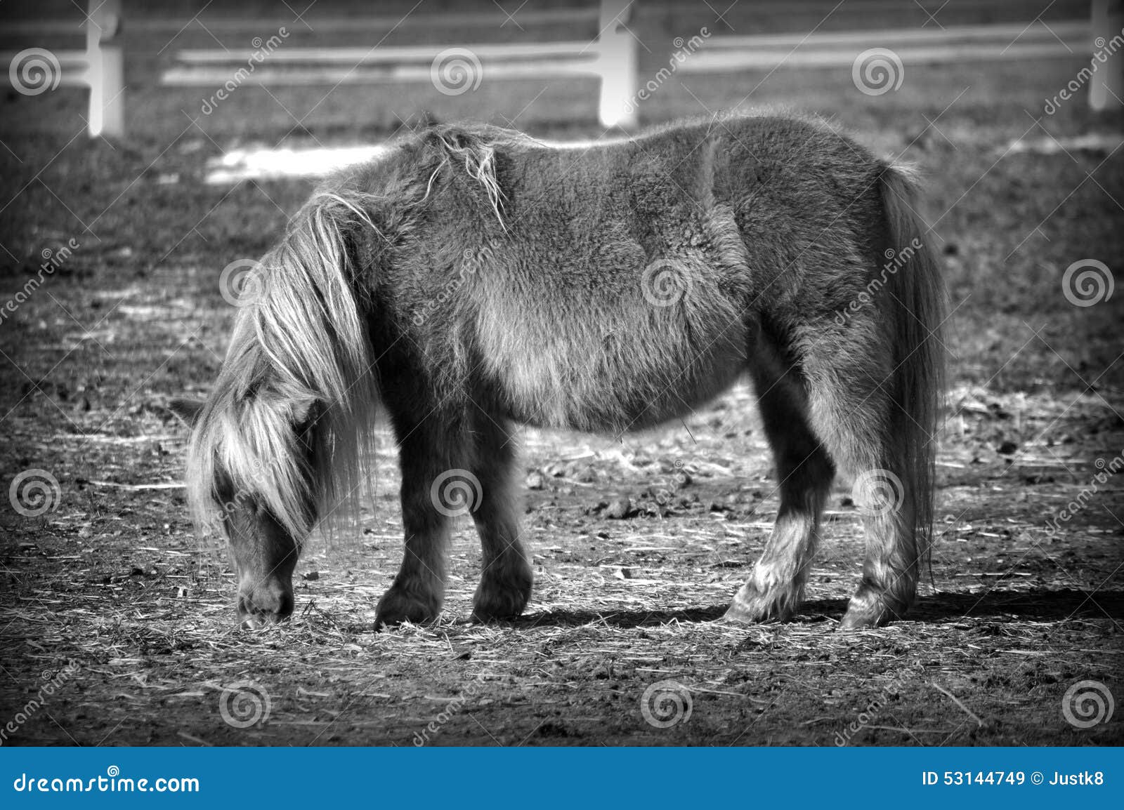 HDR Pony in Black and White Stock Image - Image of high, white: 53144749