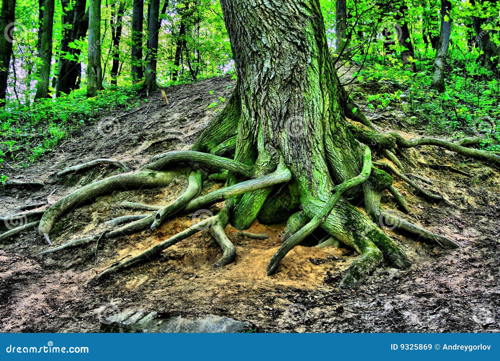 Hdr root of tree stock image. Image of trunk, growth, system - 9325869