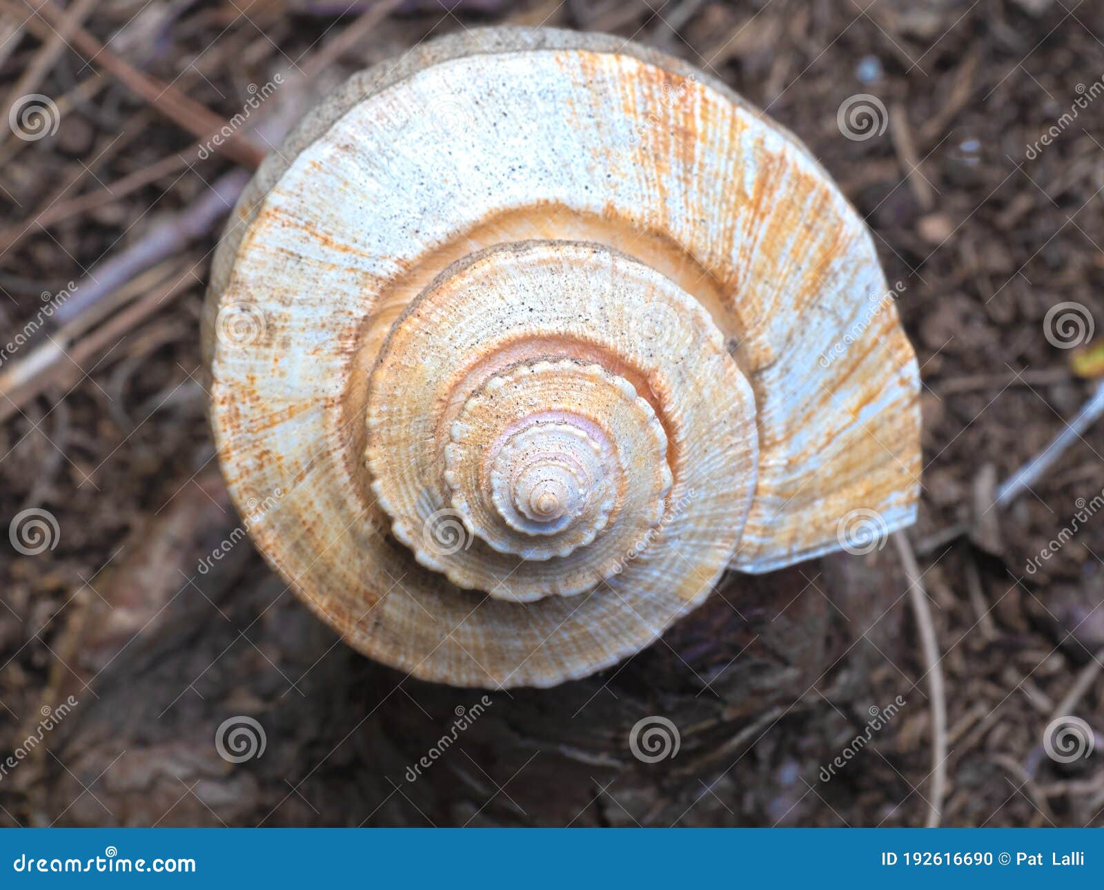 HDR Sea shell top stock photo. Image of sand, caribbean - 192616690